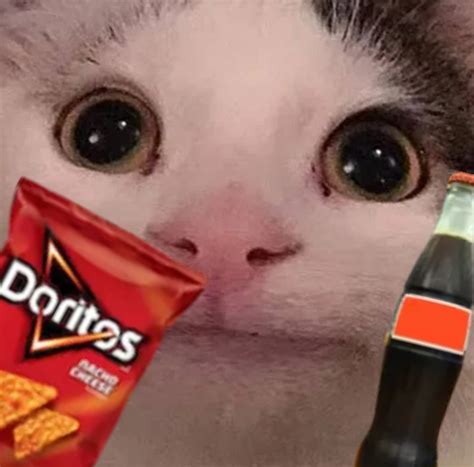 Create Meme Stoned Cat Meme Meme Cat Memes With Cats Pictures