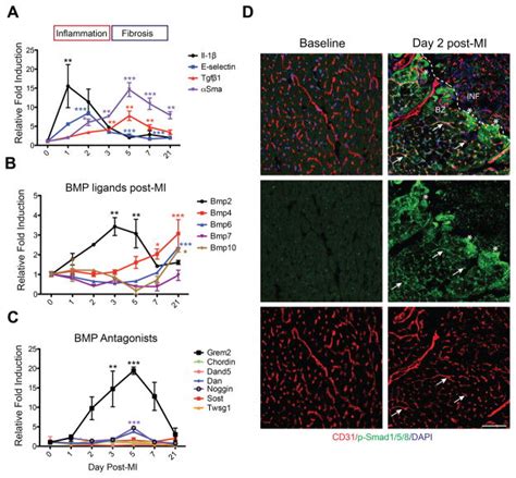The Bmp Antagonist Gremlin 2 Limits Inflammation After Myocardial