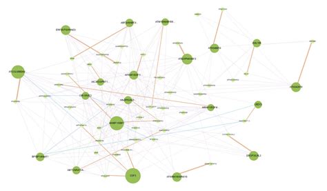 Interactive Cytoscape Visualization Research Services
