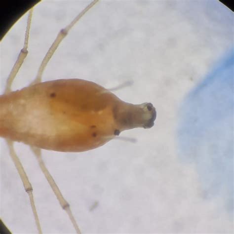Aphids Reproductive Failure What Is Going On Researchgate