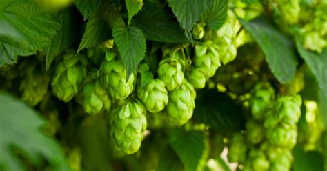 Calocurb Hops Extract May Curb Food Cravings For Women