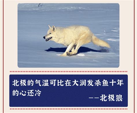 文化随行 极地趣味互动科普 北极狼：我真的不是萨摩耶！