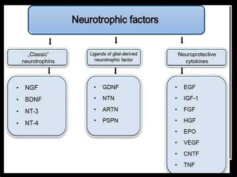 Nerve Growth Factors Neurotrophins Pptx