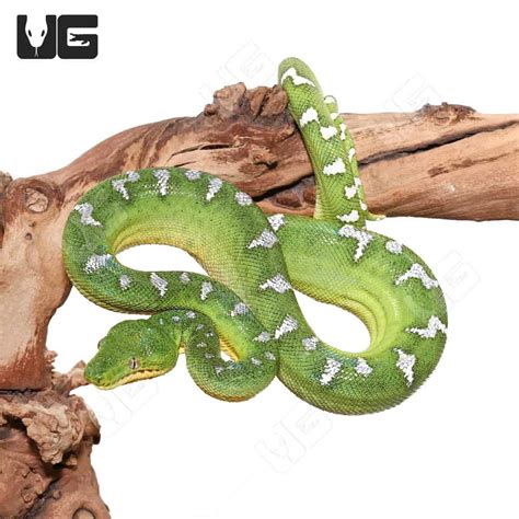 Juvenile Male High White Emerald Tree Boa Corallus Caninus For Sale