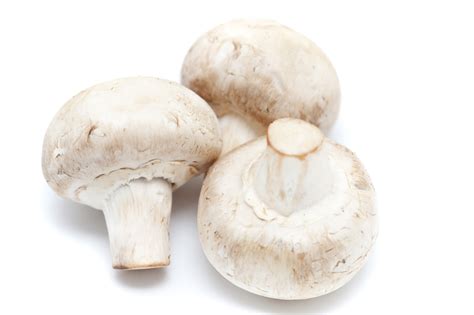 Free Stock Photo 10615 Fresh Mushrooms Isolated On White Background
