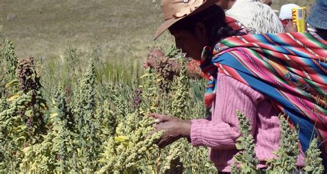 Minagri Protege Más De 1 500 Variedades De Cultivos Nativos En Dos
