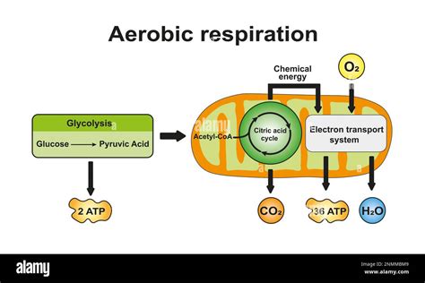 Oxidative Phosphorylation Pathway