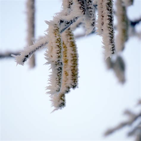 Fotos gratis árbol rama nieve frío planta hoja flor escarcha