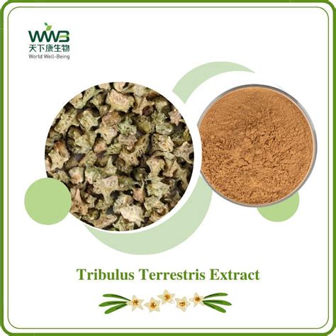 Anti Aging Tribulus Terrestris Extract 40 98 Tribulus Saponins