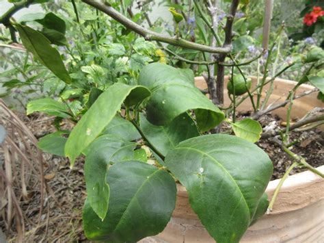 Citrus Leaf Curl Disease Captions Cute Viral