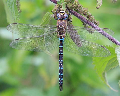 Img 7623 Aeshna Mixta 