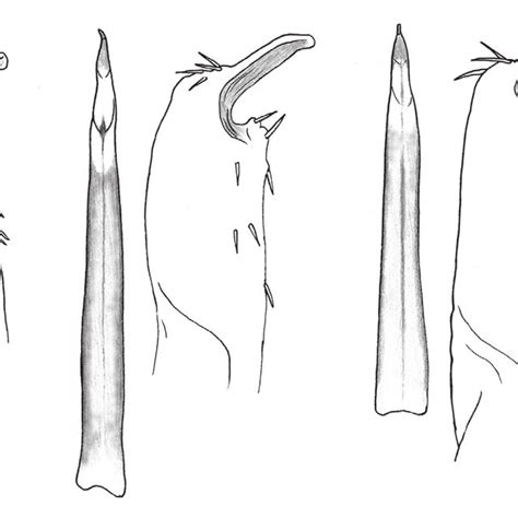 Figuur 4 Penis Van A Trogulus Tricarinatus Top B T Closanicus