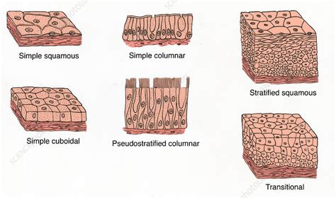 Squamous Cell Shape