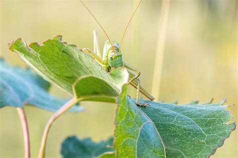 Insect Grasshopper Entomology Free Photo On Pixabay Pixabay