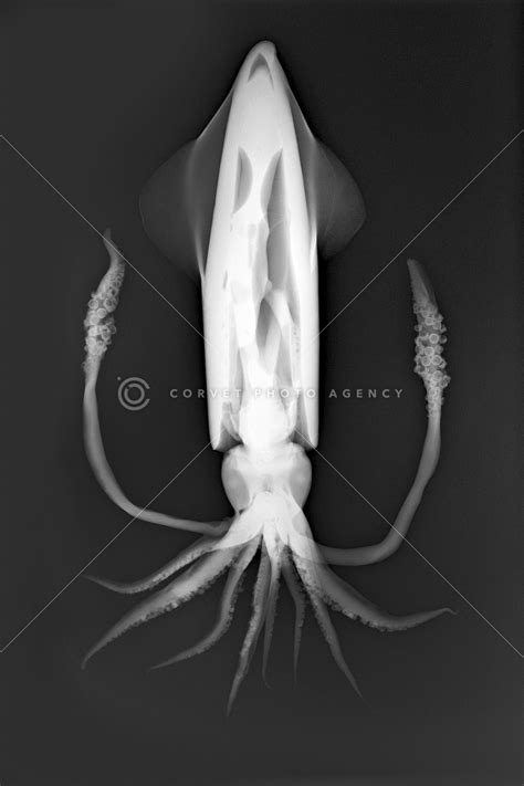 Corvet Photo Agency