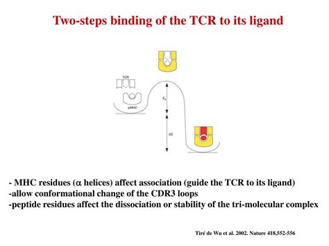 Ppt Tcr Mhc Interactions Powerpoint Presentation Free Download Id