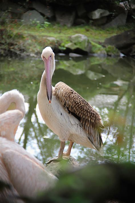 펠리컨 새 부리 Pixabay의 무료 사진