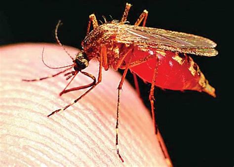 Dengue Outbreak Is Not Reducing Even After Big Claims Lucknow News