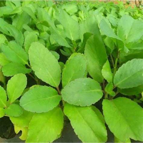 Jual Tanaman Sosor Bebek Shopee Indonesia