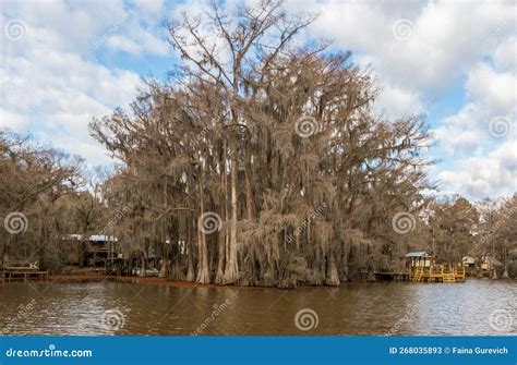 Beautiful Cypress Trees On Caddo Lake Texas Stock Image Image Of
