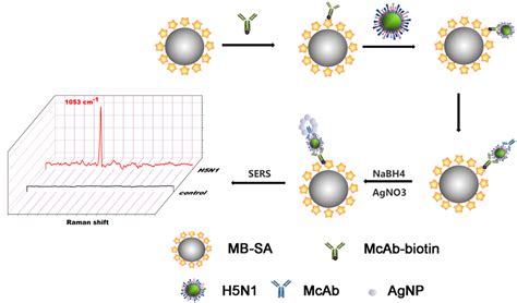 Sers‐based Immunomagnetic Bead For Rapid Detection Of H5n1 Influenza