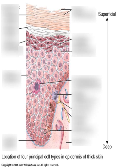Diagram Of Epidermis Diagram Quizlet