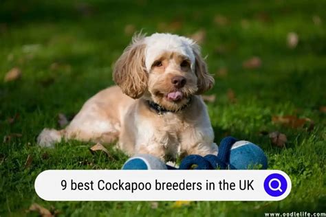 Toy Cockapoo Guide With Photos Oodle Life