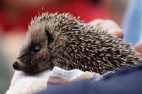 Hedgehog Rescue In Wales 2024 Rove Me