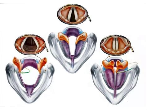 Anatomia E Fisiologia Della Laringe Ppt