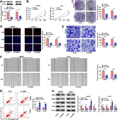 Cnbp Was Involved In The Cellular Progression Of Crc A Qrt Pcr
