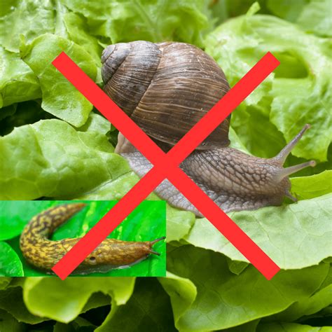 Famille Compostage les coquilles d œuf Terre Agir