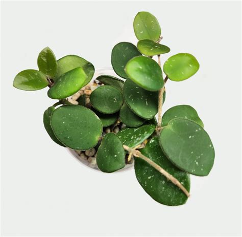 Hoya Mathilde Less Splash Furniture And Home Living Gardening Plants