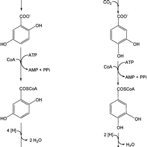 Ab Initial Steps In Degradation Of Hydroquinone And Catechol By