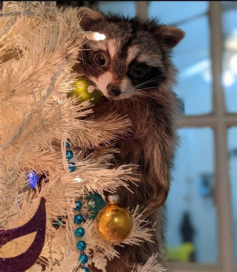 Raccoon Soft Mount Commission Etsy