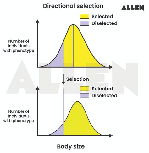 Understand The Types Of Natural Selection