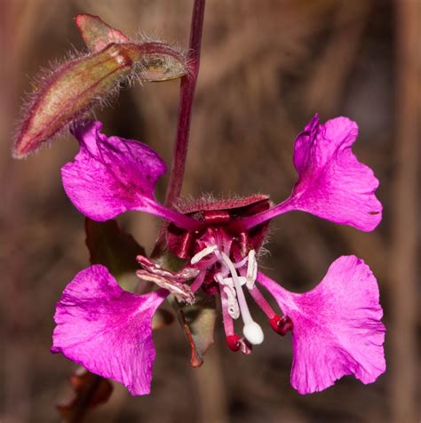Clarkia Unguiculata Calflora