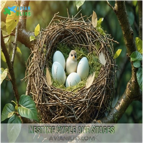 Bird Nesting Habits Nature S Secret Survival Strategy Revealed