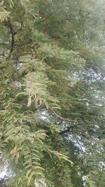 Chinta Kaya Ismart Jayam Youtube