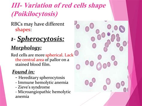 Rbc Morphologypdf