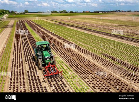 Farmer Working A Field With Different Heads Of Lettuce In Different