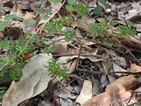 Acrotriche Aggregata”ground Berry” Paten Park Native Nursery