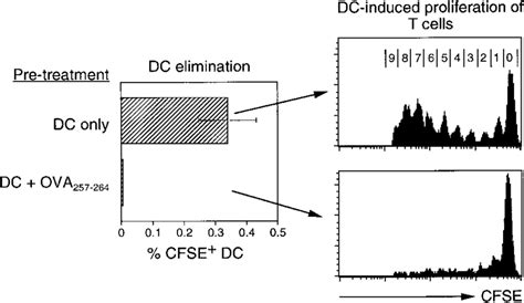 Ctl Mediated Clearance Of Ag Loaded Dc From The Dln Limits The Download Scientific Diagram