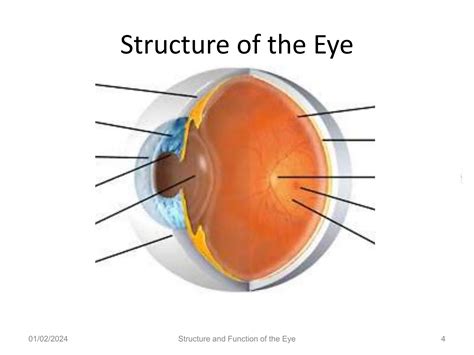 Eye Structure And Function Science 8 Ppt