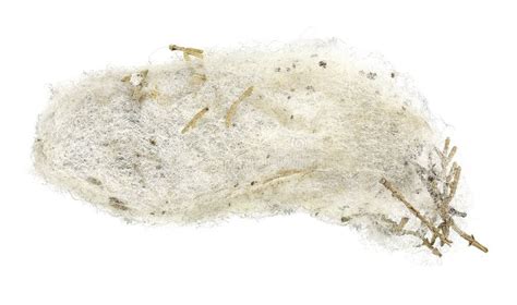 Cocoon Of Cypress Silk Moth Or Greek Silk Moth Stock Image Image Of