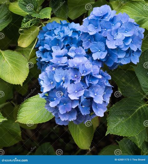 Blue Azalea Stock Image Image Of Background Azalea 62001173