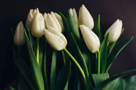 白色郁金香花束图片 包图网企业站