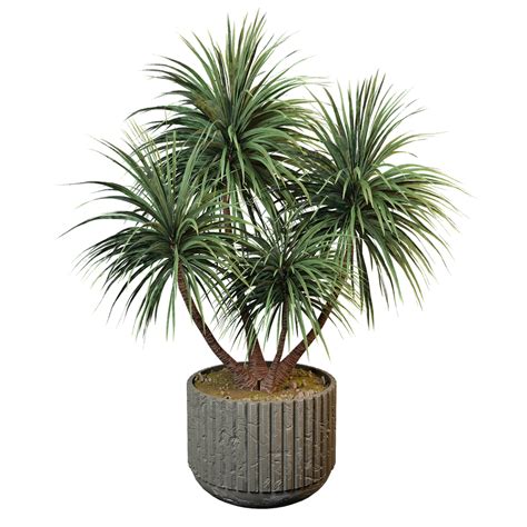 Blenderkit Download The Plant Model