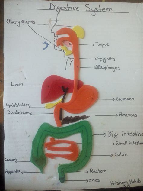 Digestive System Model Ideas