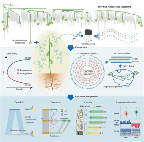 Soybean Graph Based Genome Con Image Eurekalert Science News Releases