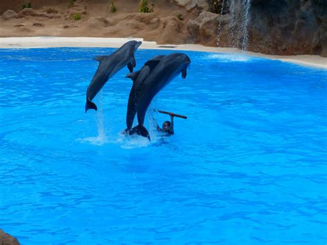 唯美水族馆里的海豚图片大全 配图网